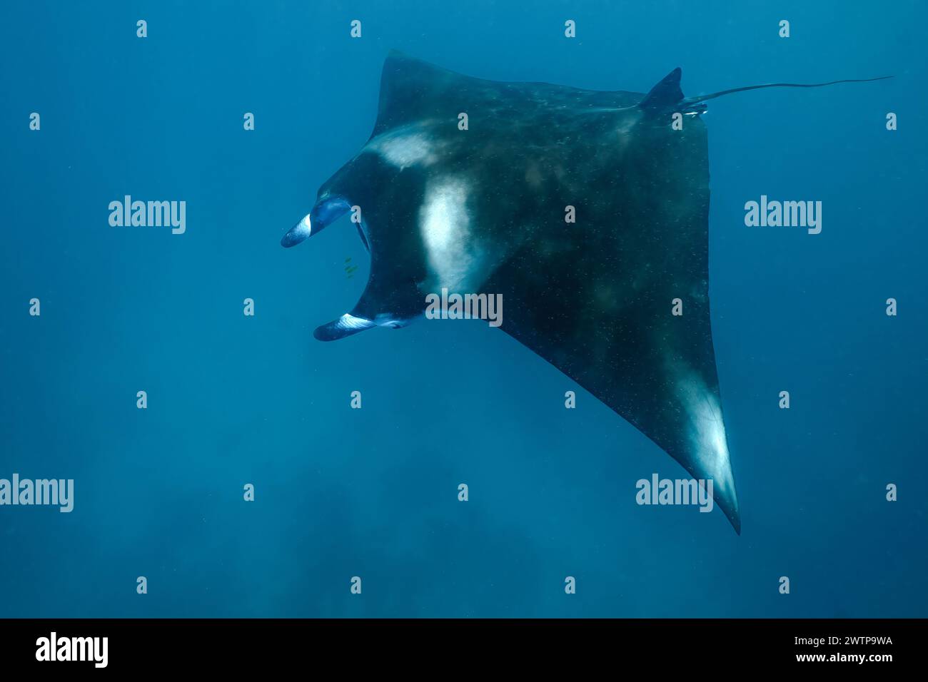 Manta ray of Mayotte lagoon Indian Ocean Stock Photo - Alamy