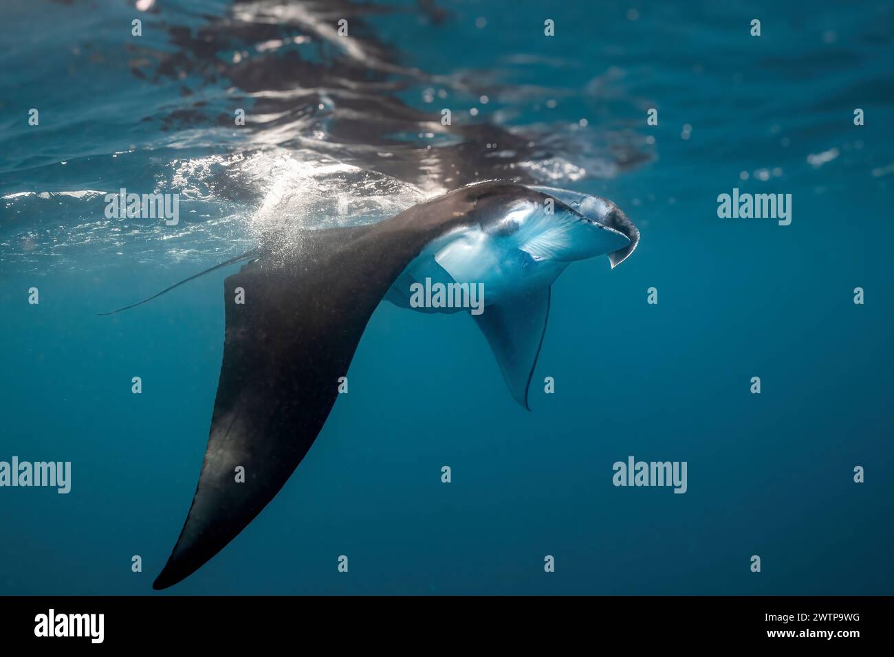 Manta ray of Mayotte lagoon Indian Ocean Stock Photo - Alamy