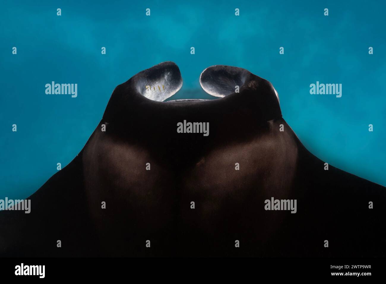 Manta ray of Mayotte lagoon Indian Ocean Stock Photo - Alamy