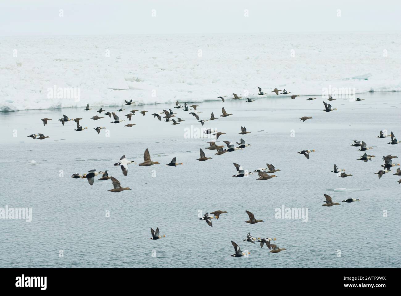 King eider Somateria spectabilis and Common eider Somateria mollissima ...