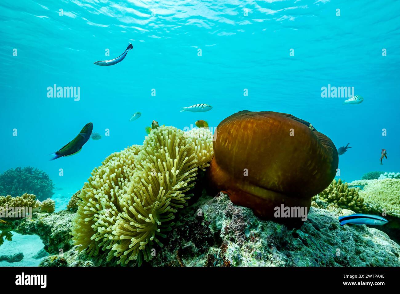 Coral reef of Mayotte lagoon Indian Ocean Stock Photo - Alamy