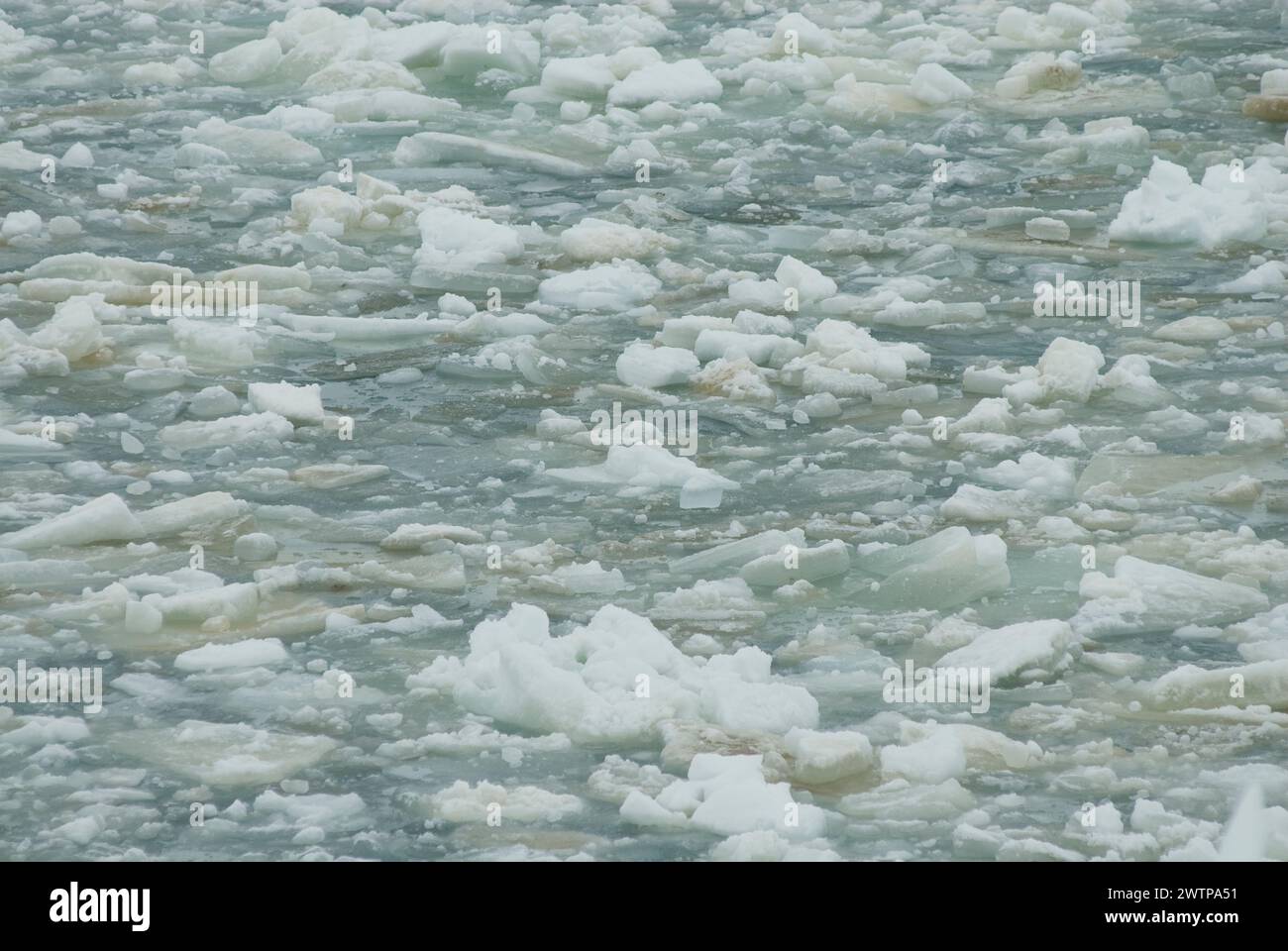 Seascape of rough pack ice over the Chukchi sea in springtime, off ...