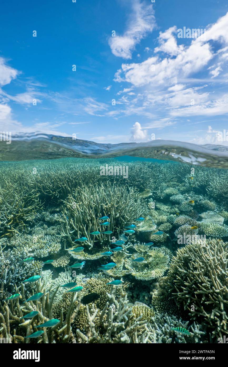 Coral reef of Mayotte lagoon Indian Ocean Stock Photo - Alamy