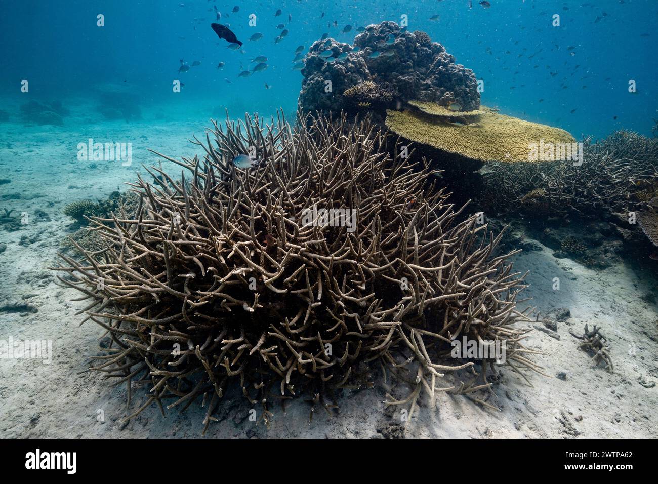 Coral reef of Mayotte lagoon Indian Ocean Stock Photo - Alamy