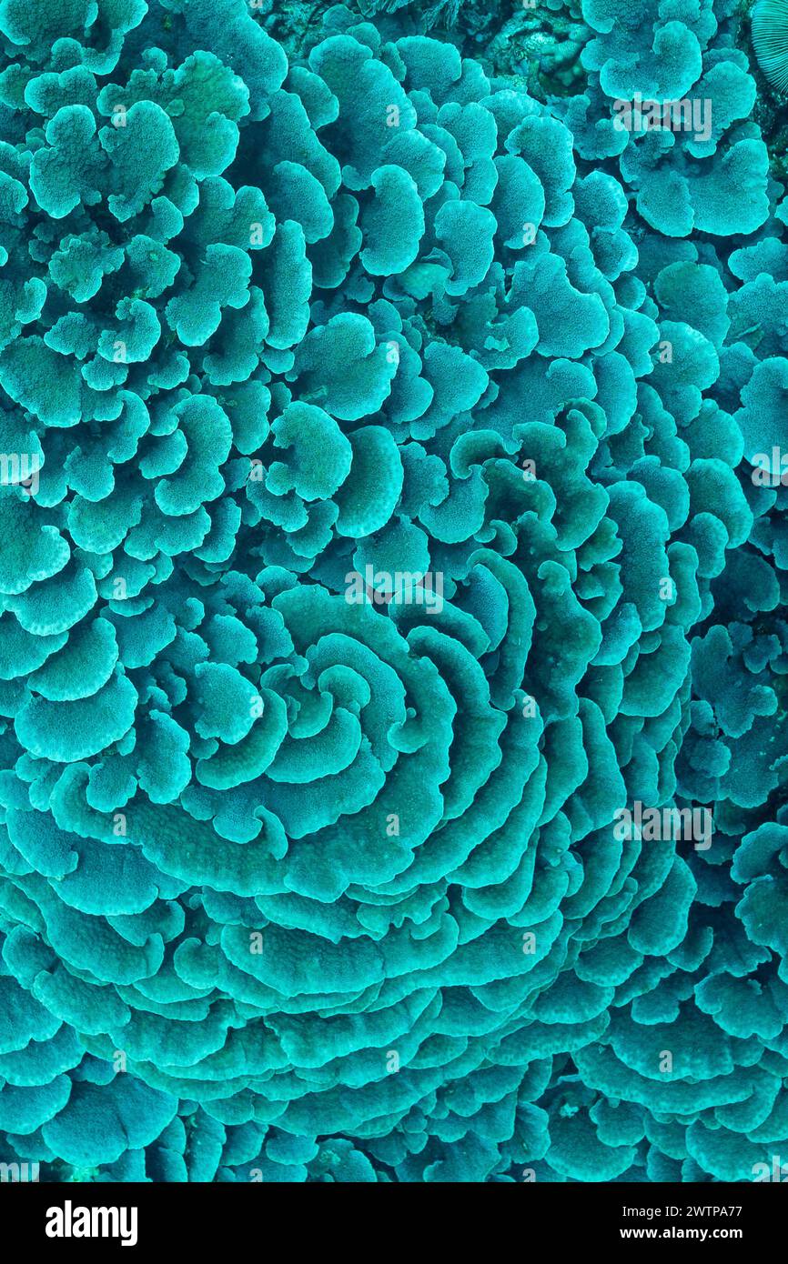 Coral reef of Mayotte lagoon Indian Ocean Stock Photo - Alamy