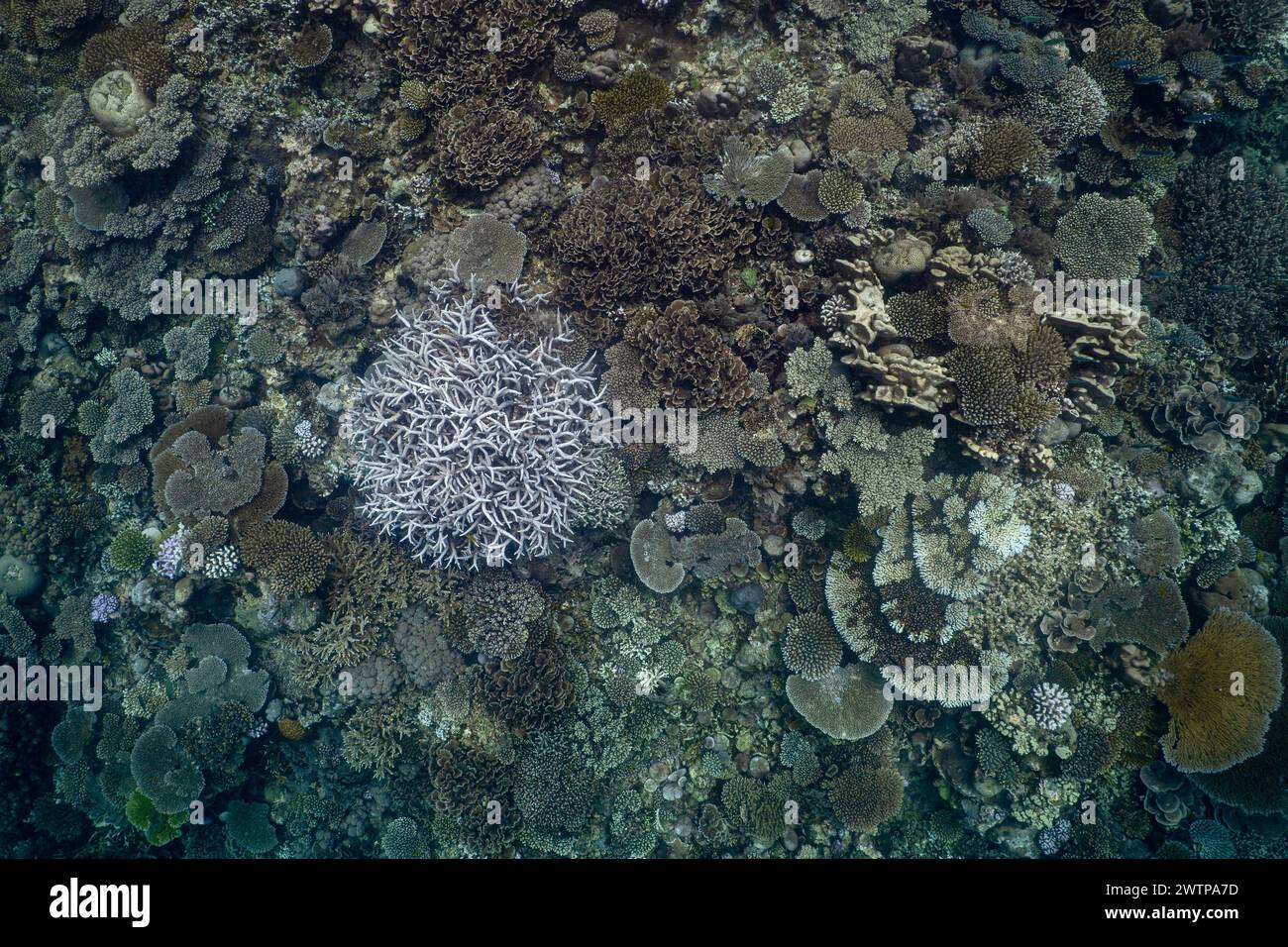Coral reef of Mayotte lagoon Indian Ocean Stock Photo - Alamy