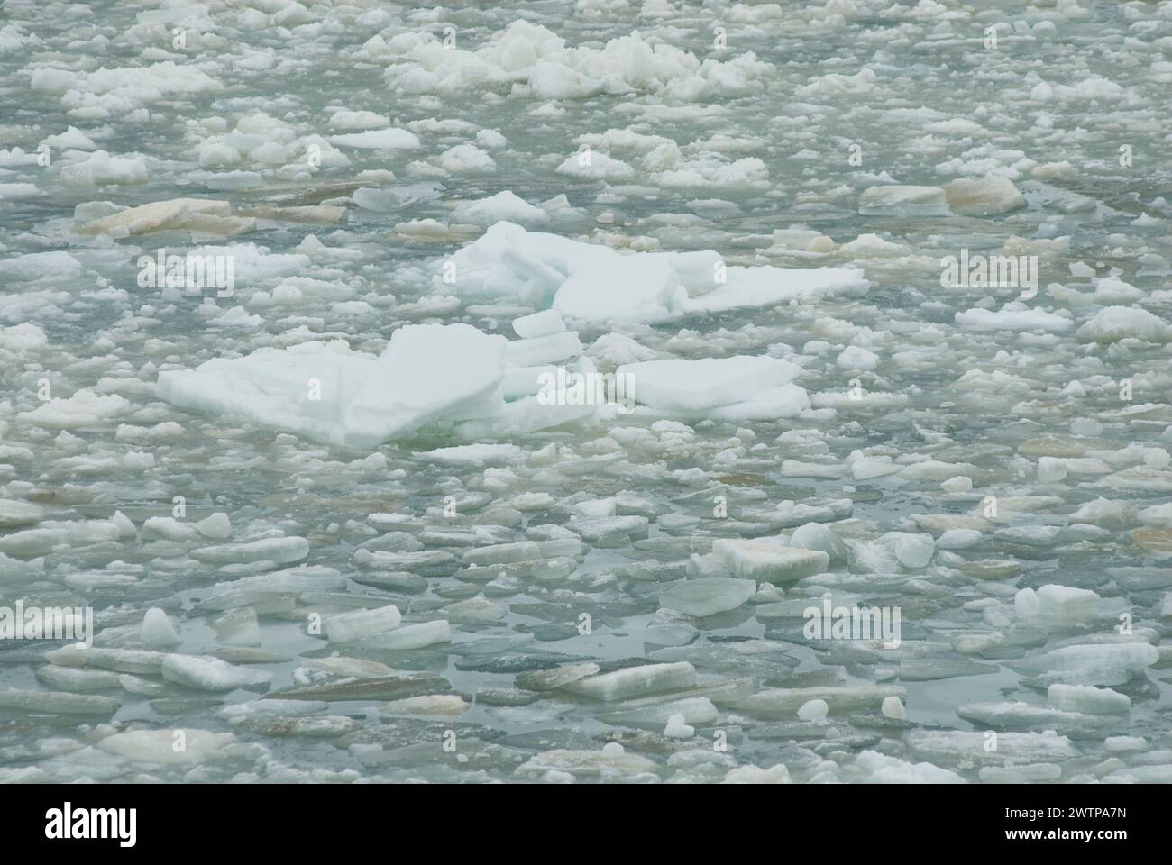 Seascape of rough pack ice over the Chukchi sea in springtime, off ...