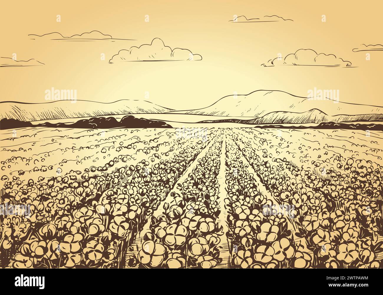 Vector sketch of a cotton field. Rural landscape with mountains ...