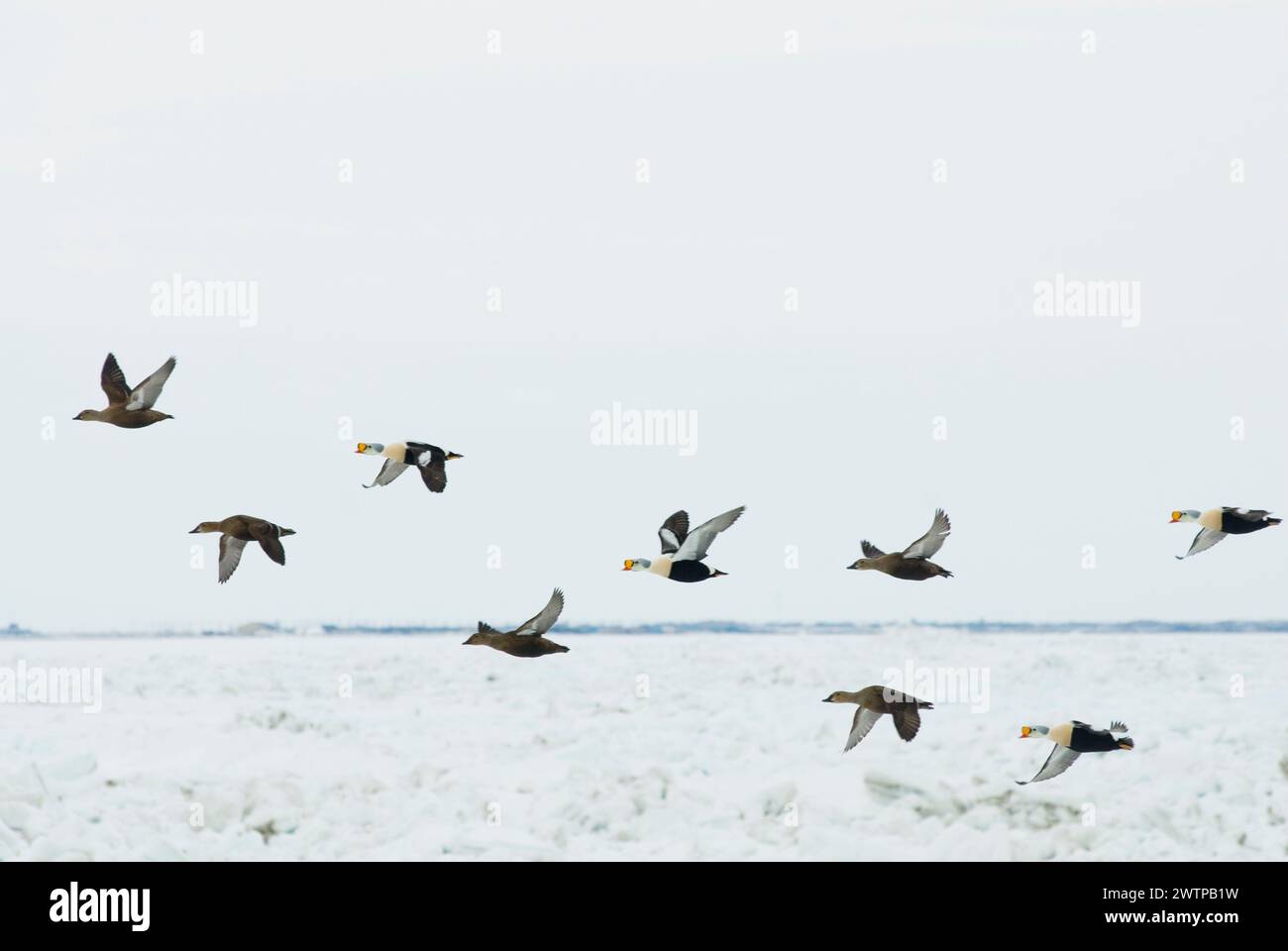 King eider Somateria spectabilis and Common eider Somateria mollissima ...