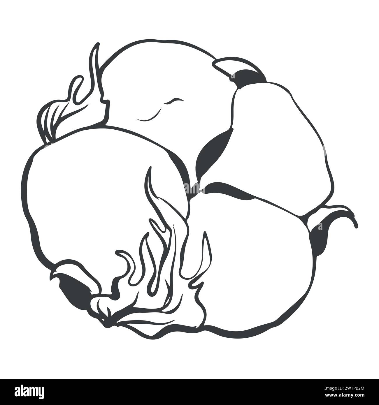 Hand drawn vector cotton flower. Simple vector line sketch on white ...