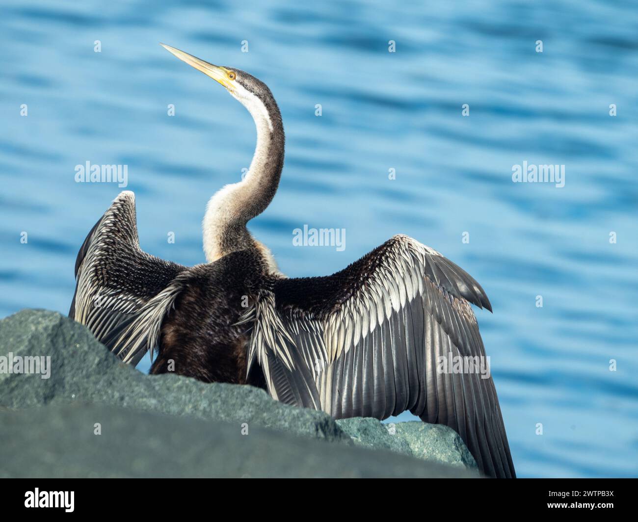 Australasian Darter bird drying its wings be the water, Australia Stock ...
