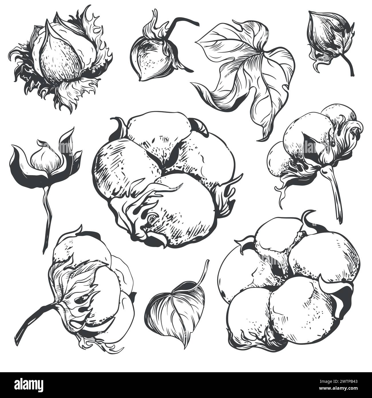 Hand drawn vector cotton flower set. Cotton seeds in vintage style with ...