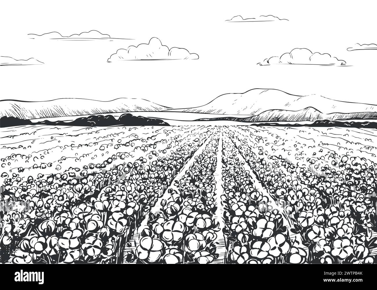 Vector sketch of a cotton field. Rural landscape with mountains ...