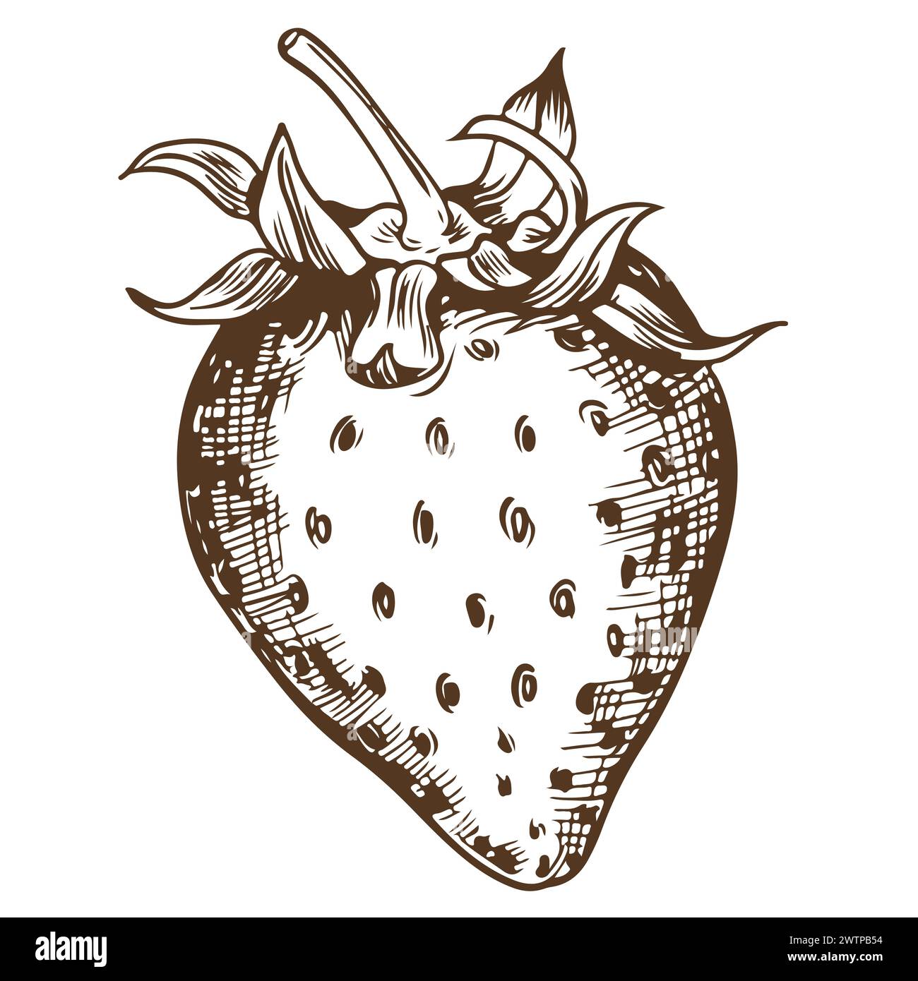 Sketch of farm strawberries on a white background. Garden berry in ...