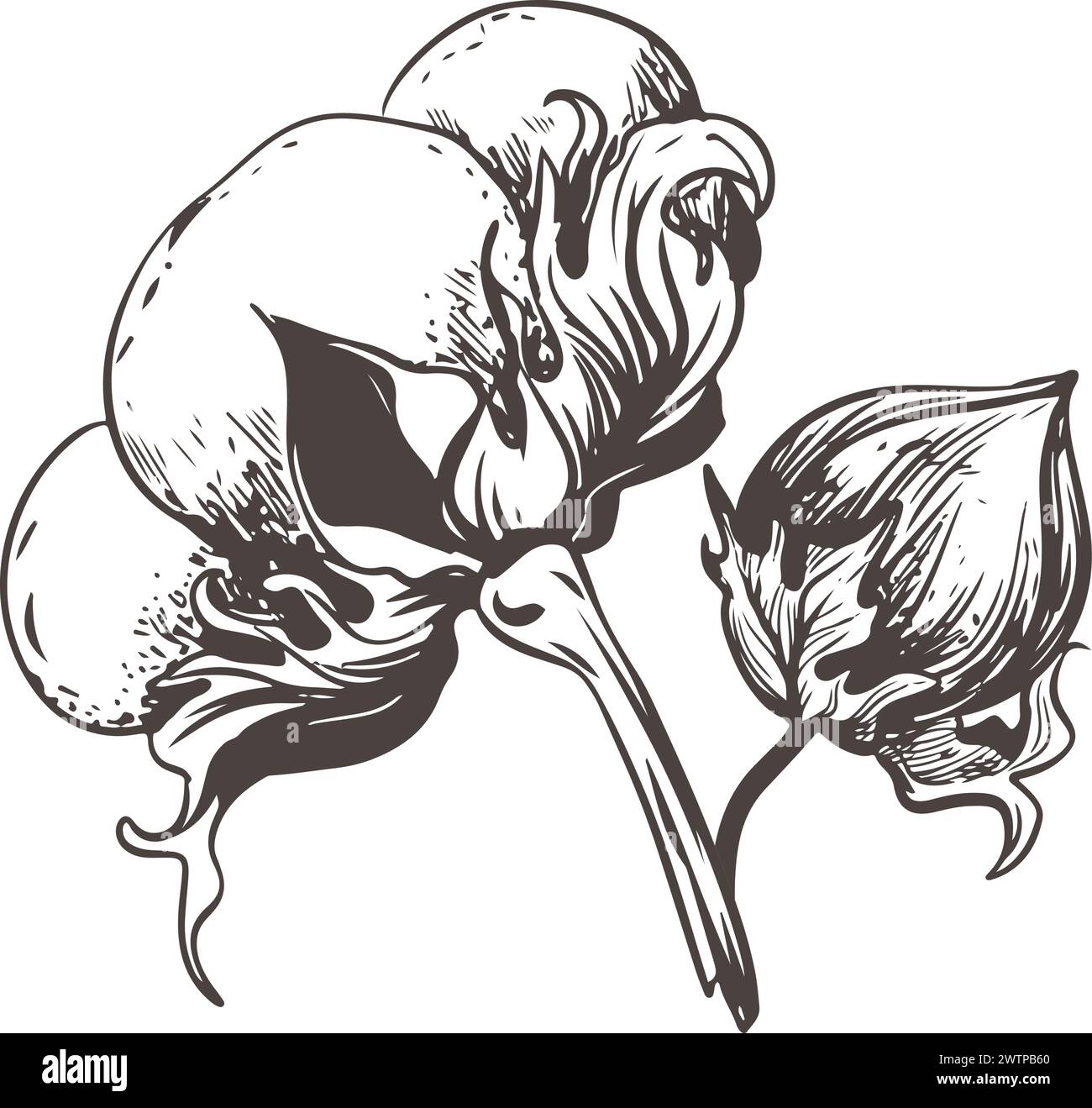 Hand drawn vector cotton flower. Cotton seeds in vintage style with ...