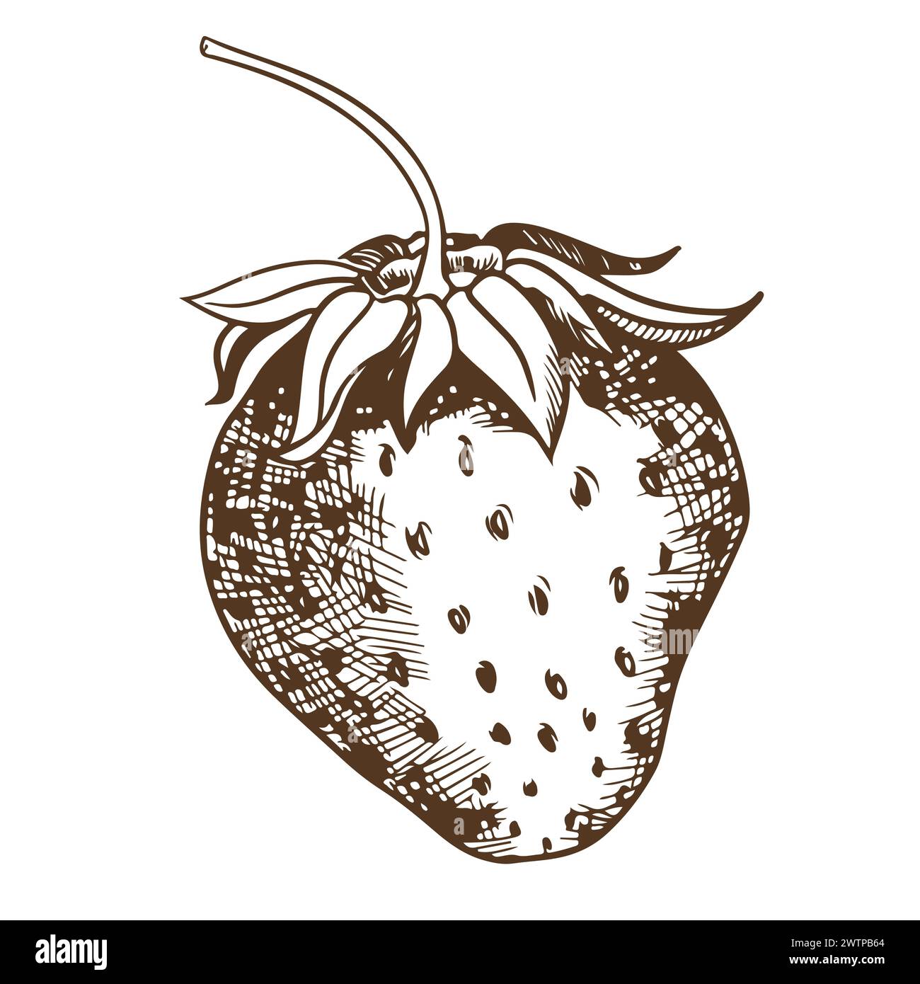 Linear drawing of strawberries, imitation of engraving technique ...