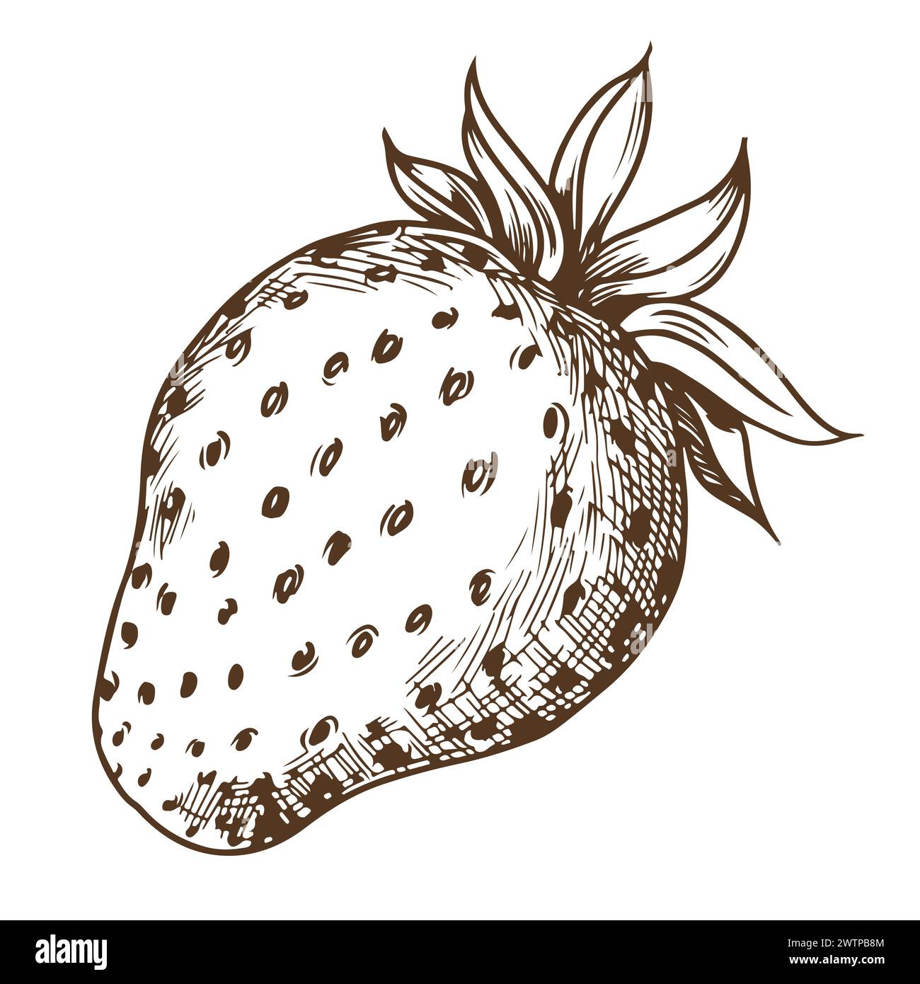 Sketch of farm strawberries on a white background. Garden berry in ...