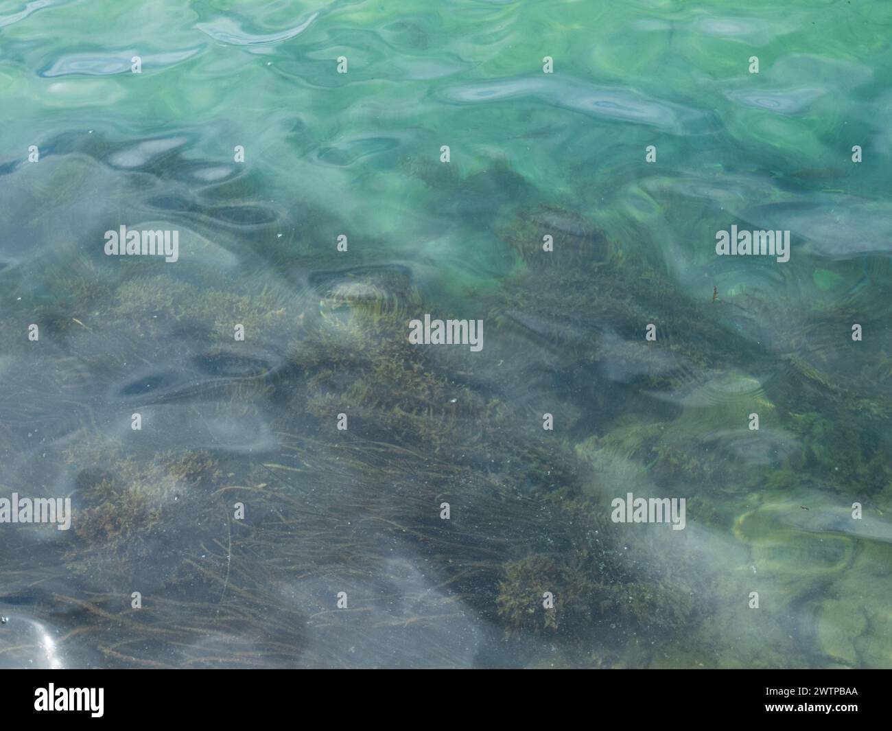 Seaweed, kelp, in shallow green sea water Stock Photo - Alamy