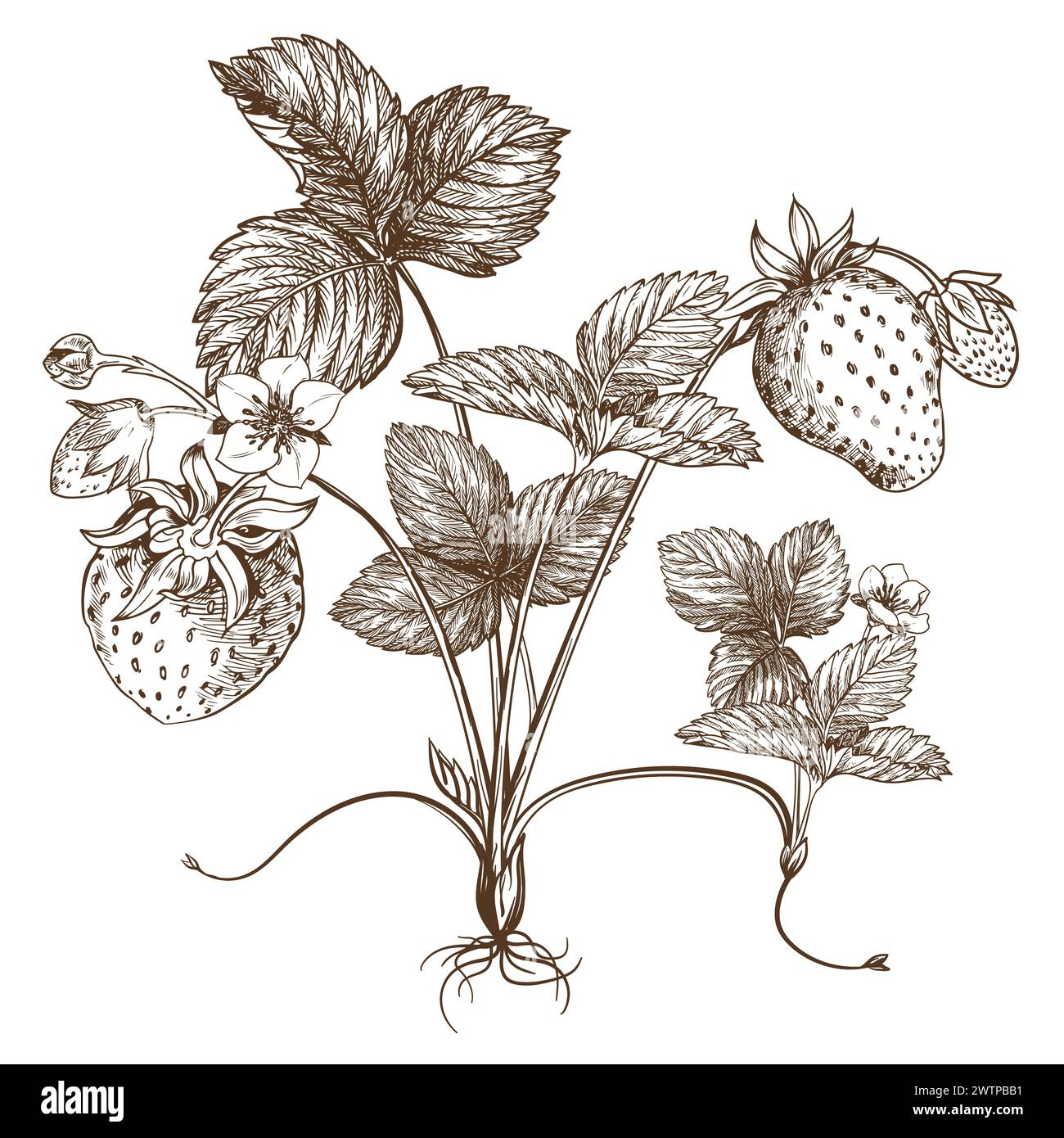 Sketch of a strawberry bush. Berries, flowers, branches and leaves on a ...