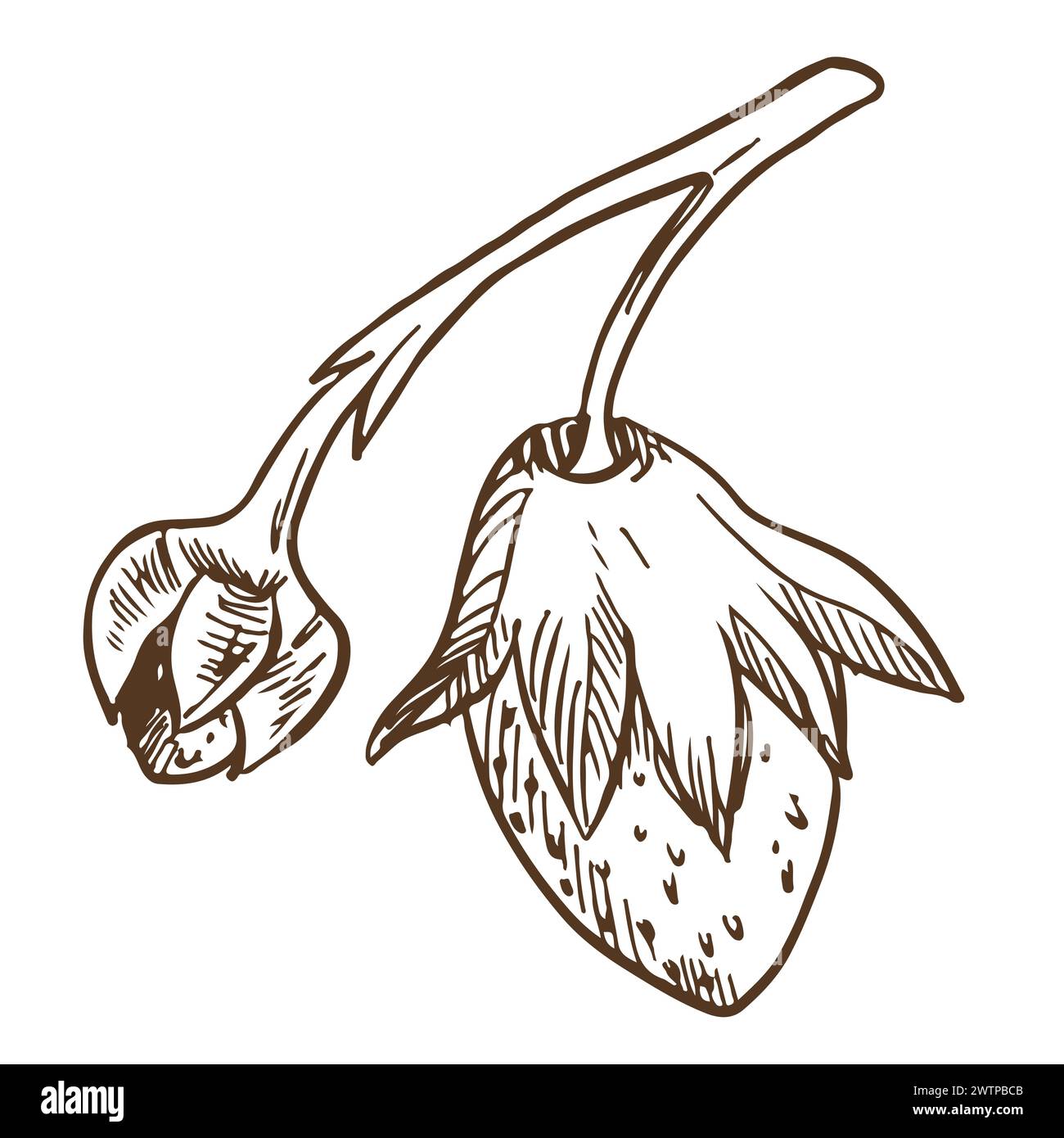 Sketch of wild forest strawberries on a white background. Stylized ink ...
