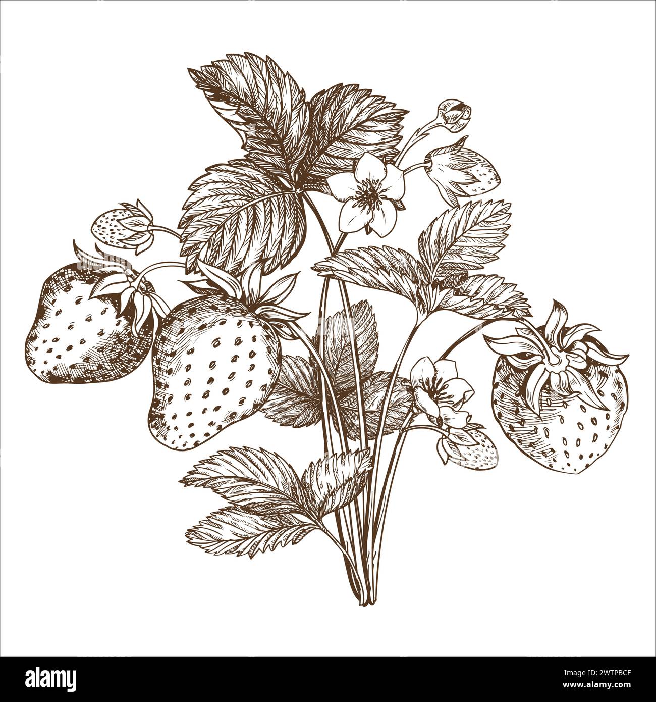 Strawberry bush sketch hand drawn. Berries, flowers, branches and ...