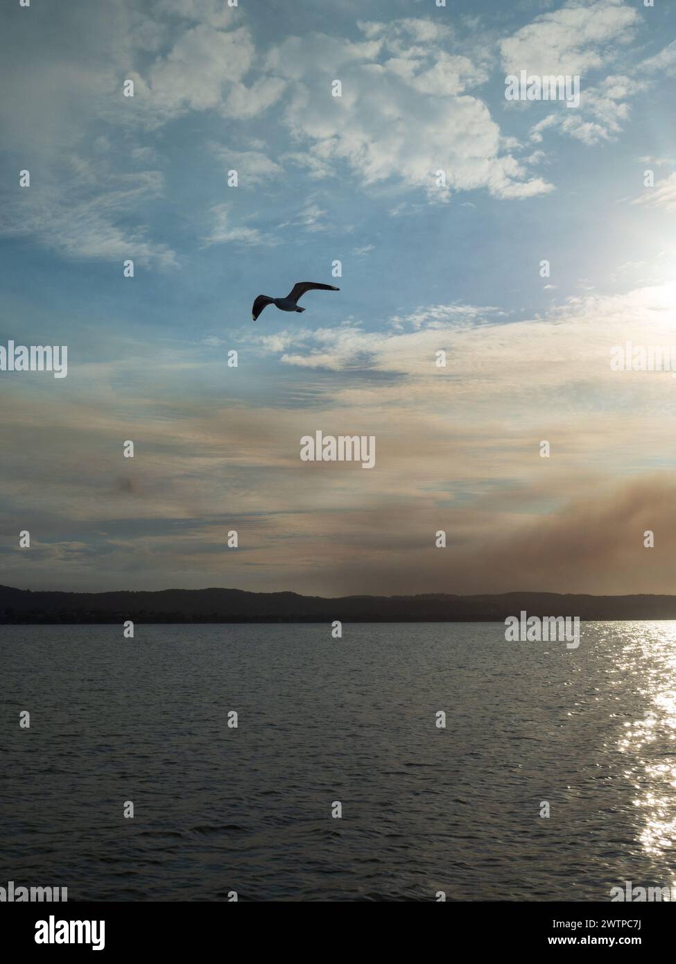A bird flying above lake water, smoke coming from hills in background ...