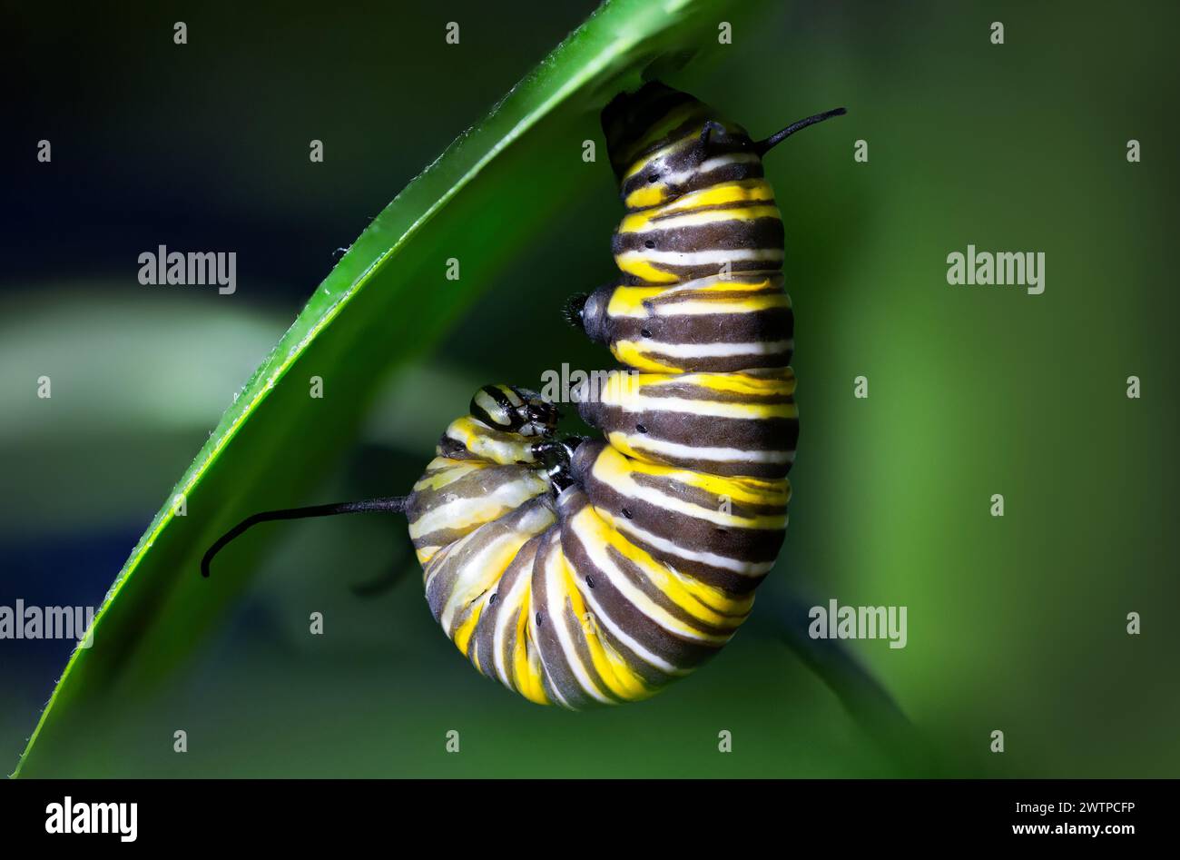 Raupe j hi-res stock photography and images - Alamy
