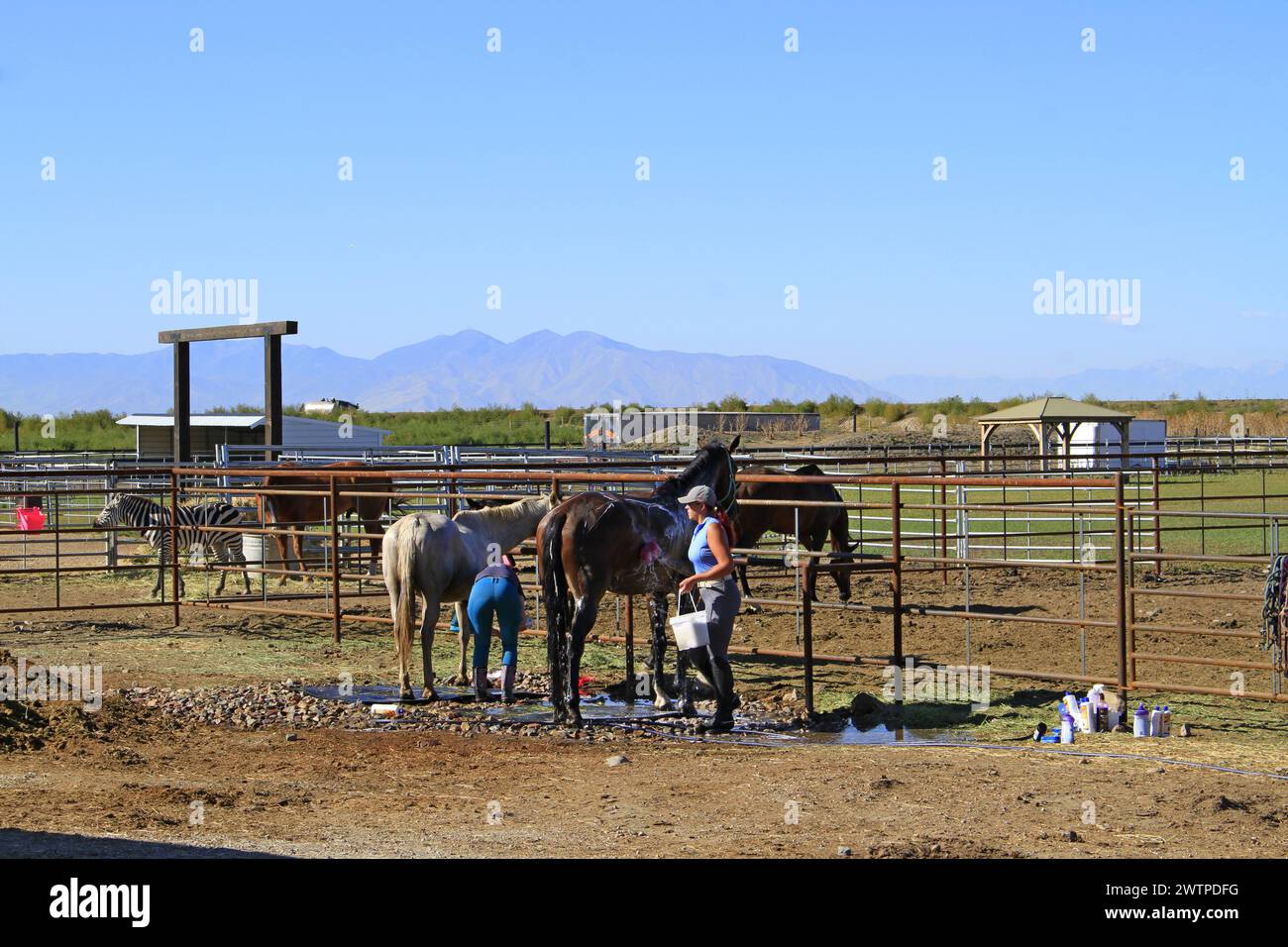 Washing Horses down at A R Willden Show Stables with blue sky outdoors ...