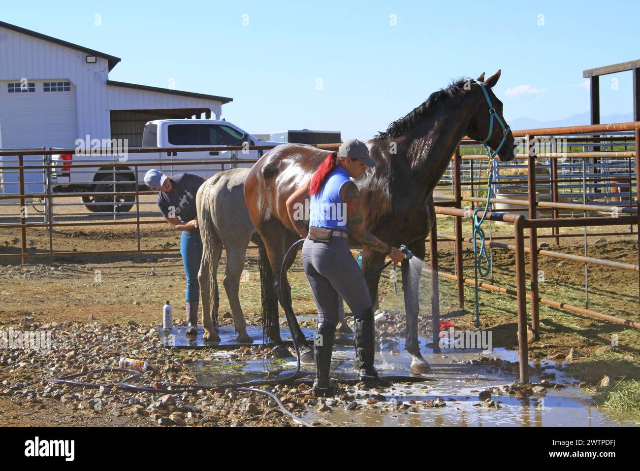 The blue horses hi-res stock photography and images - Alamy