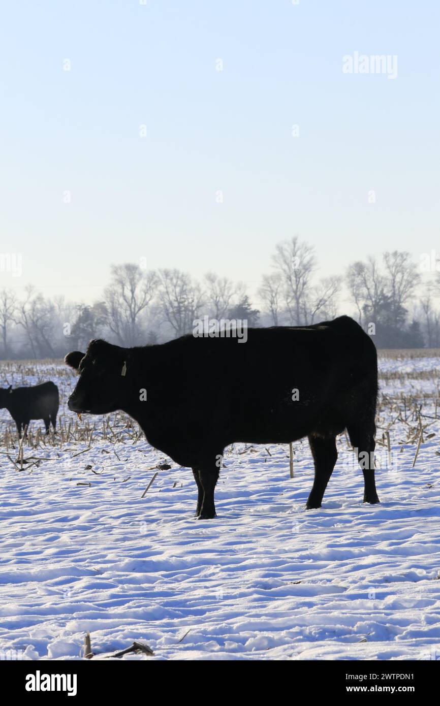 Black angus cow hi-res stock photography and images - Alamy
