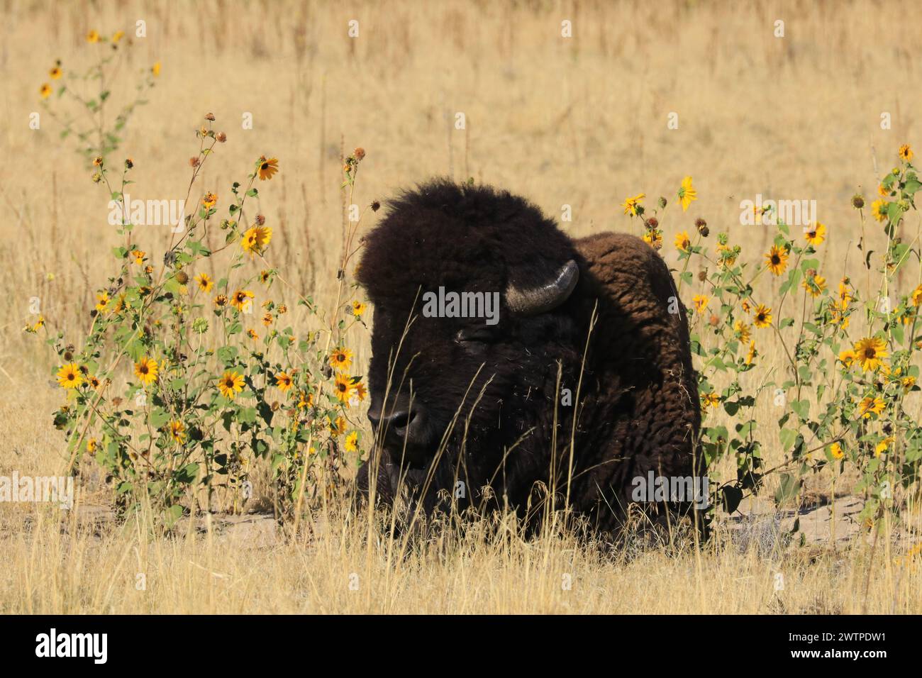 Bull Buffalo with Prairie grass and Sunflowers at Antelope Island shot ...