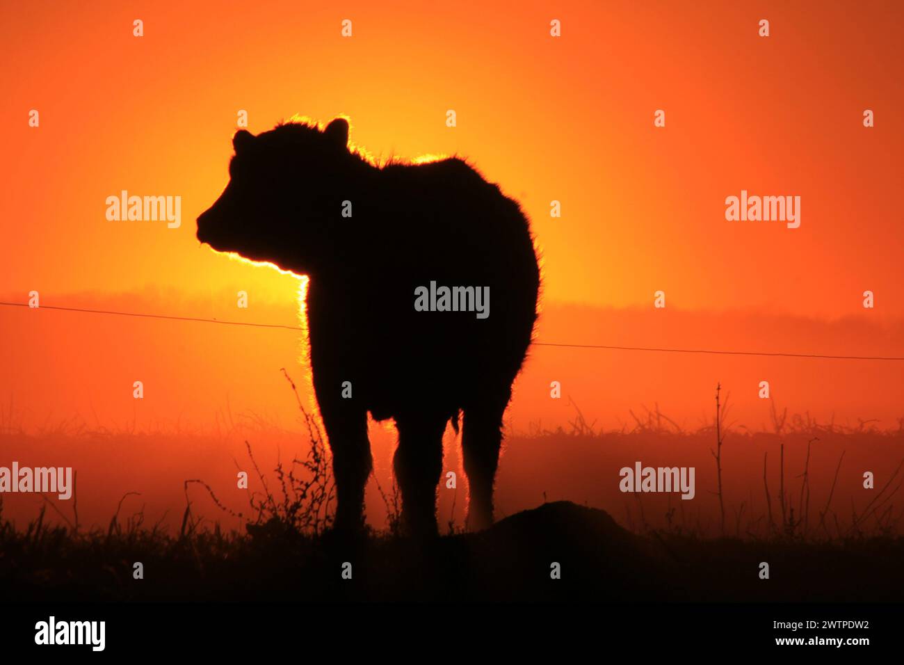 Cow silhouette hi-res stock photography and images - Alamy