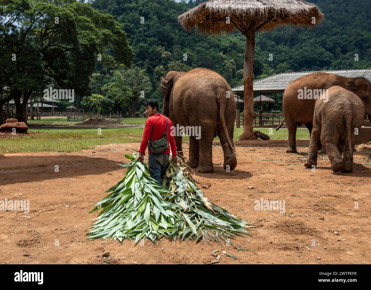 A caretaker is seen walking with elephants while carrying corn leaves ...