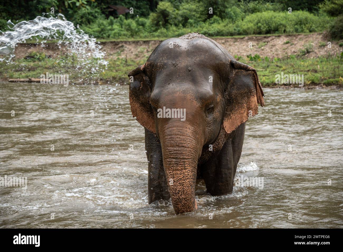 An elephant is enjoying splashing water in the river, at the Elephant ...