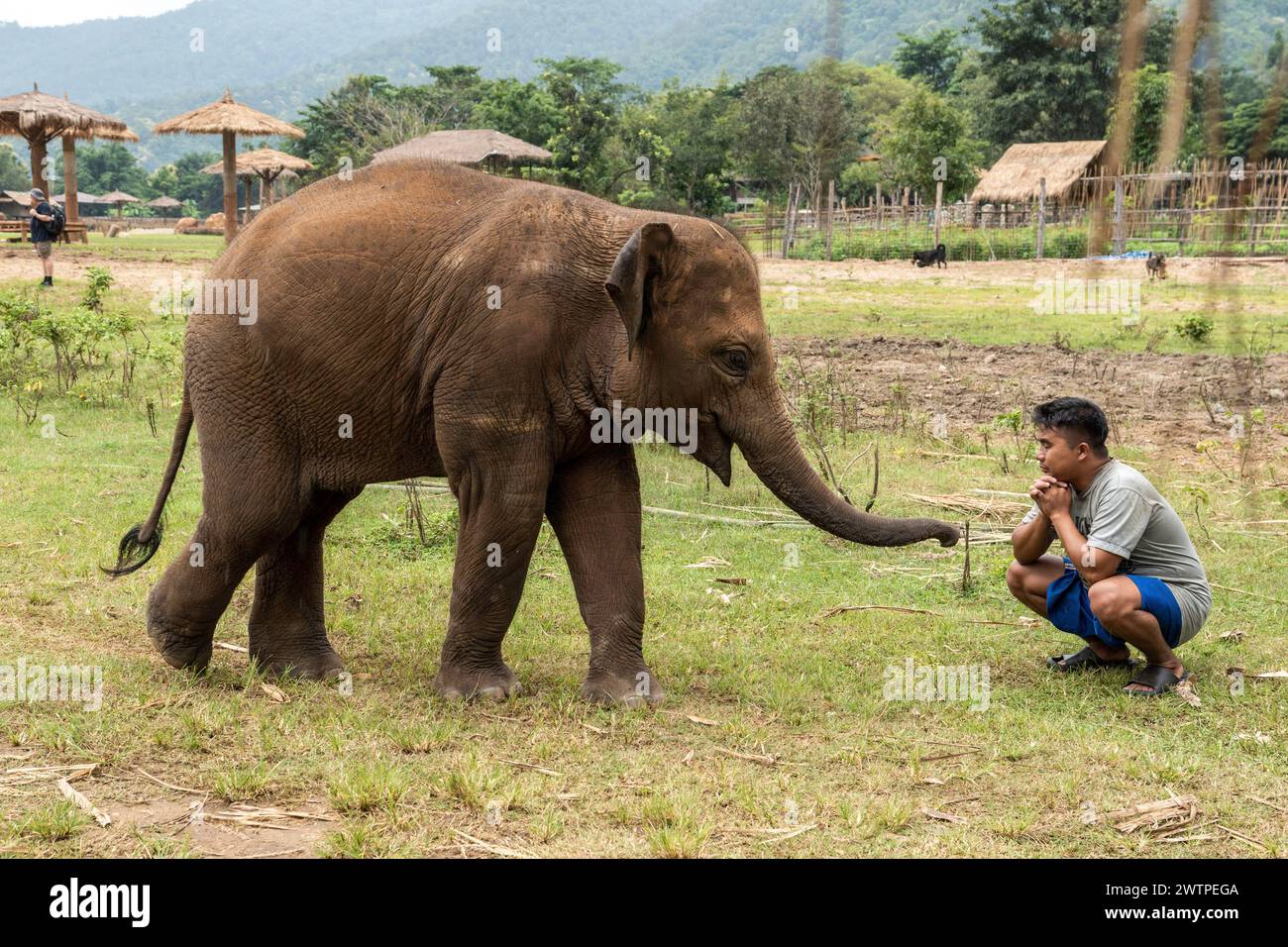 A young volunteer is sitting near an elephant, at the Elephant Nature ...