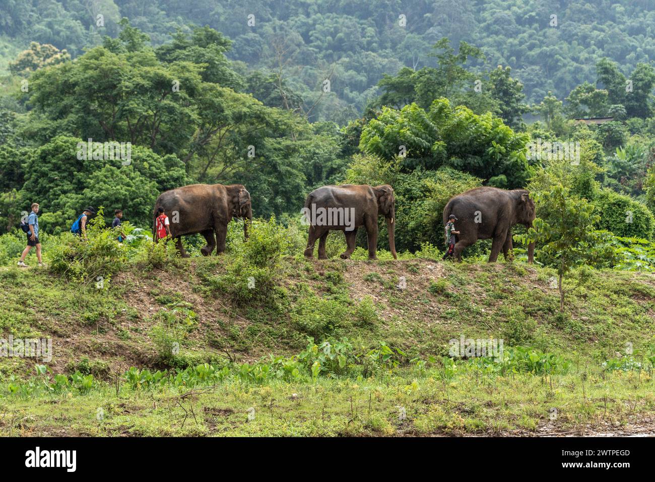Tourists and mahouts are walking with elephants, in the jungle, at the ...