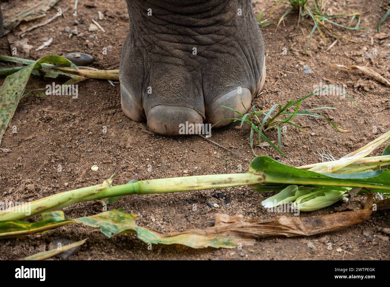 A close-up of an elephant foot with corn leaves, at the Elephant Nature ...