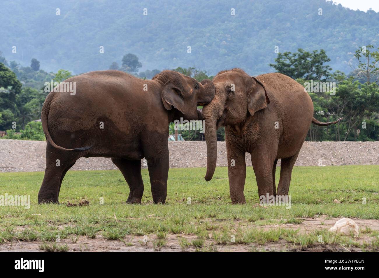 Two elephants are playing at the Elephant Nature Park, a rescue and rehabilitation sanctuary for ...