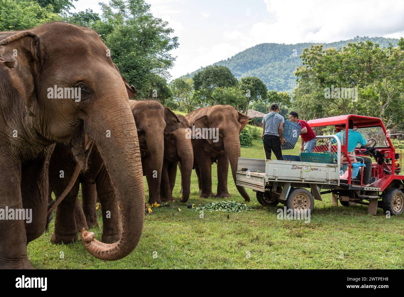 Volunteers are bringing food to the elephants, at the Elephant Nature ...