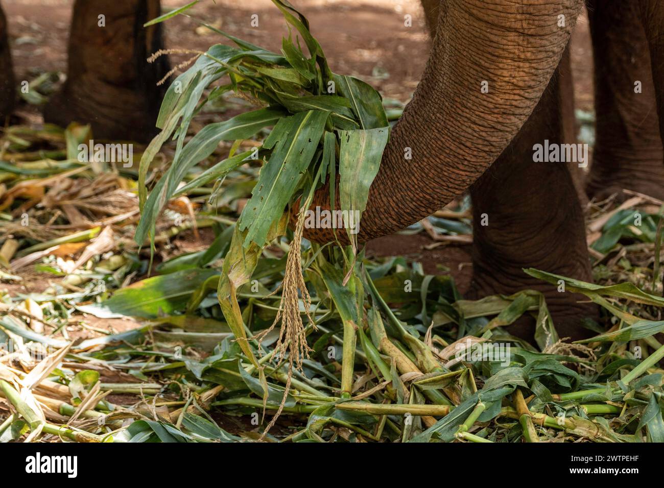 A close-up of an elephant while he is eating a corn leaf, at the ...