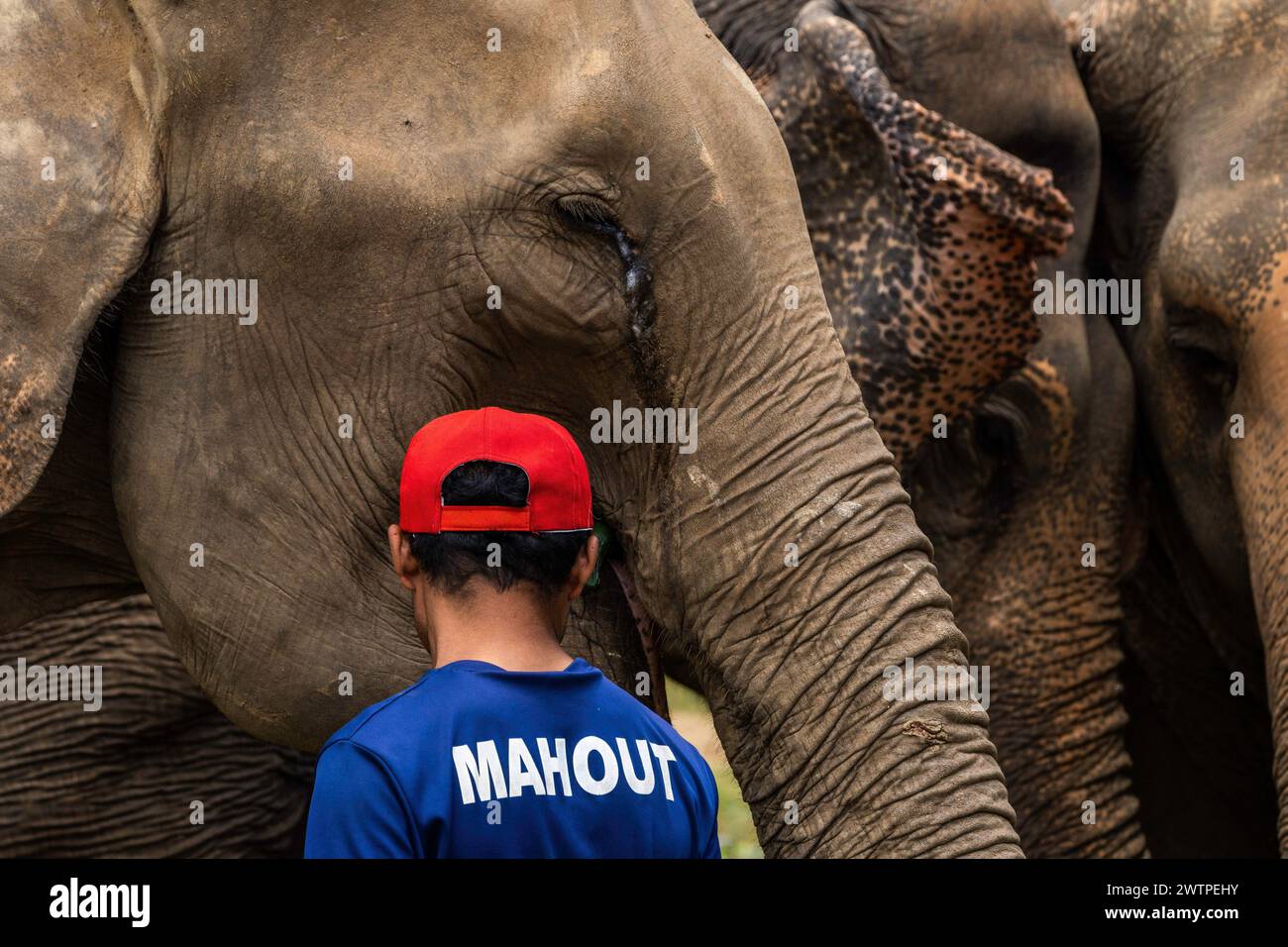 A mahout among a group of rescued elephants, at the Elephant Nature Park, a rescue and ...