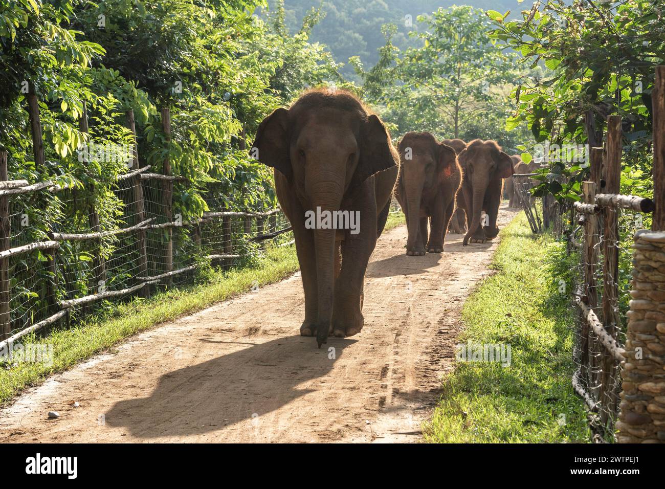 A herd of elephants are walking early morning, at the Elephant Nature ...