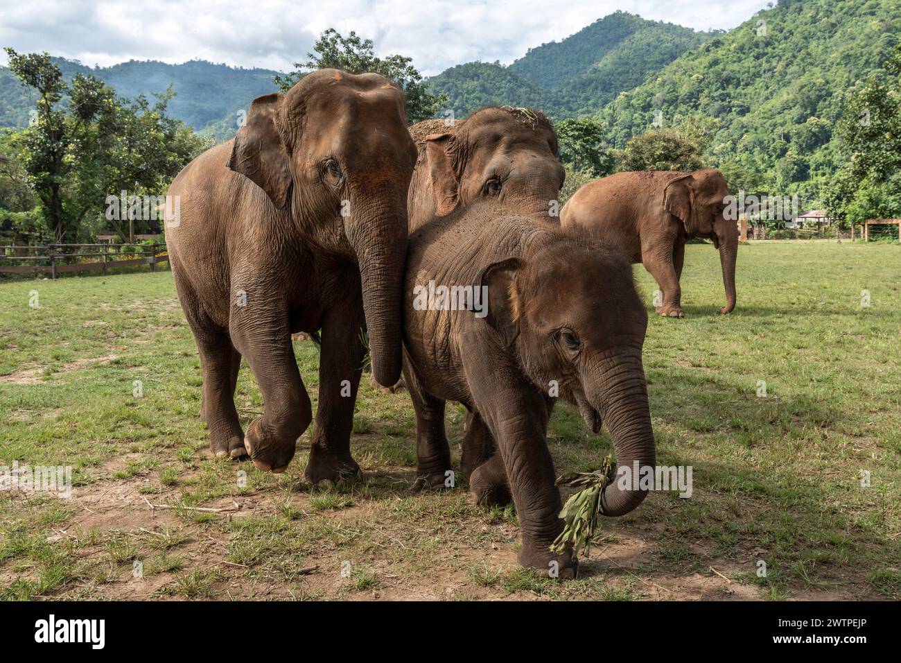 Asian female elephants are seen escorting a baby elephant, at the ...