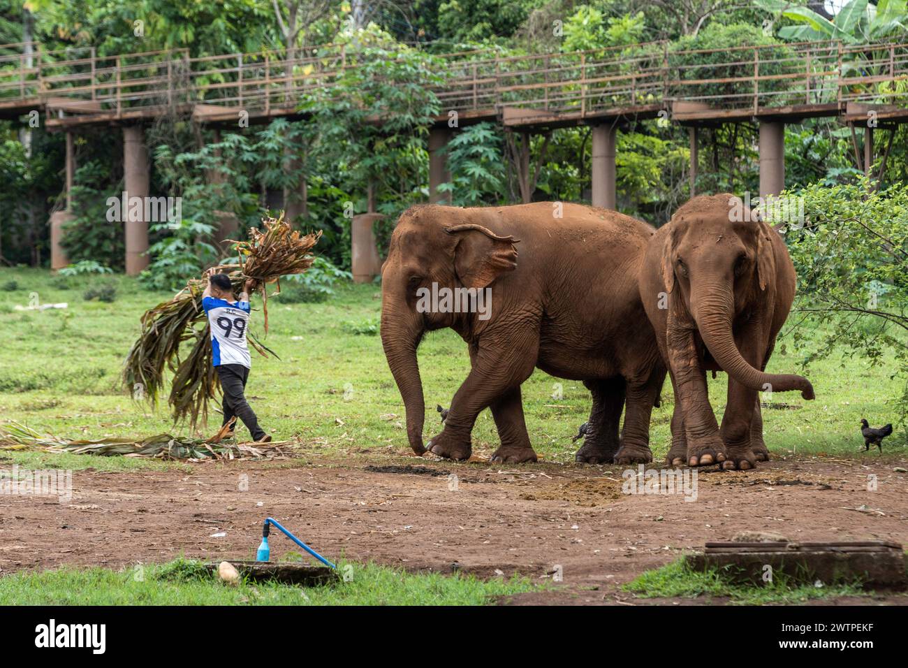 A caretaker is bringing corn leaves for the elephants early morning, at ...