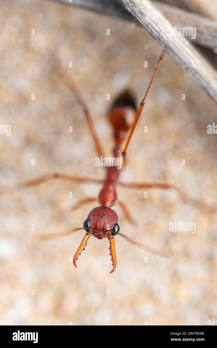 Australian native insect hi-res stock photography and images - Alamy