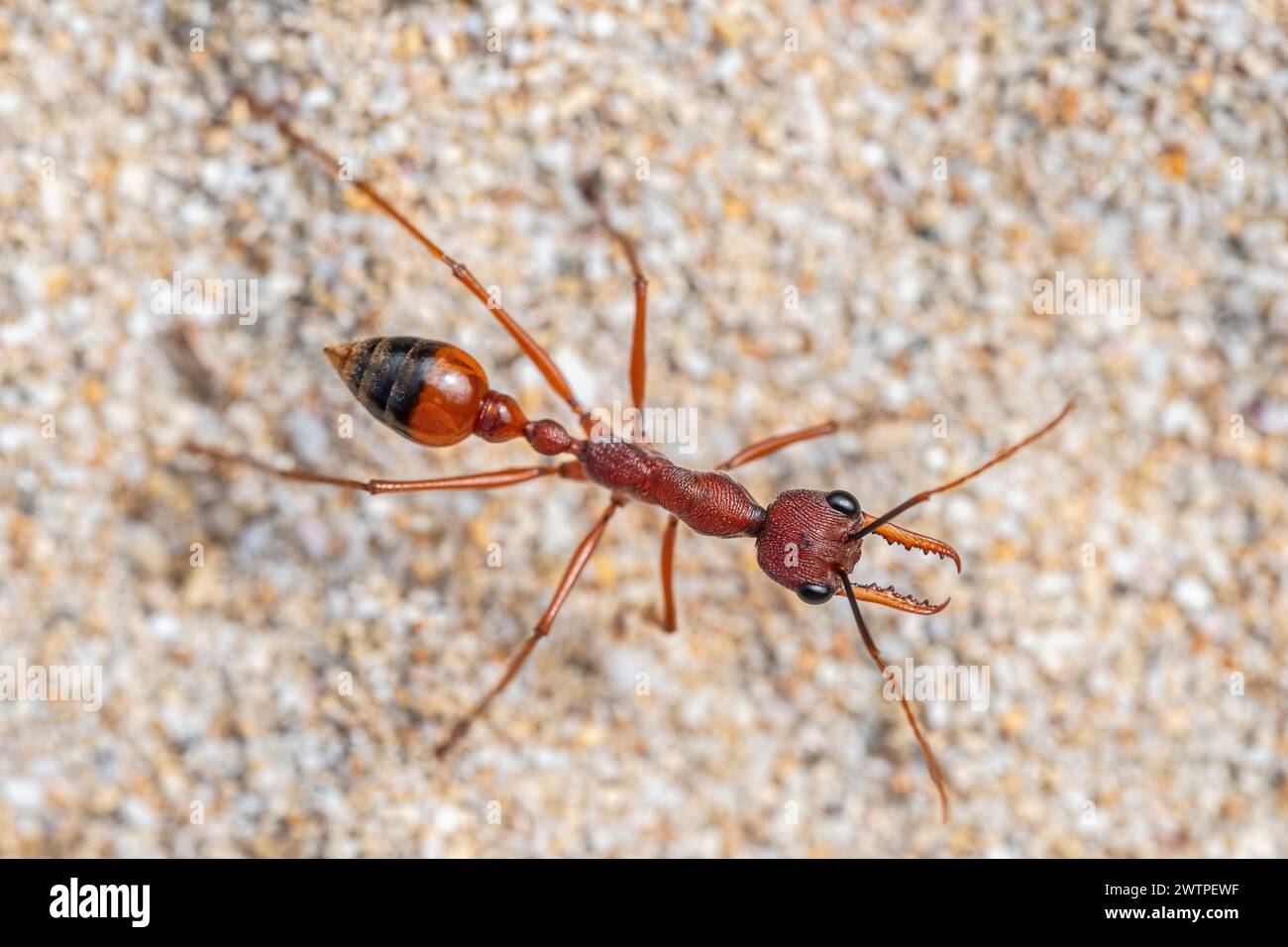 Myrmecia nigriscapa hi-res stock photography and images - Alamy