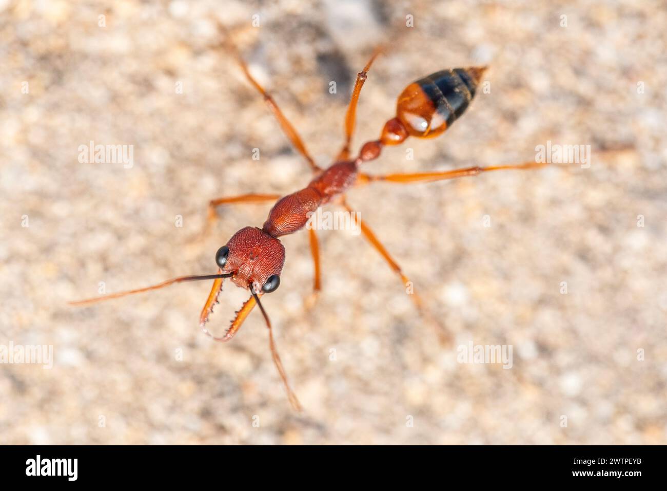 Australian education history hi-res stock photography and images - Alamy
