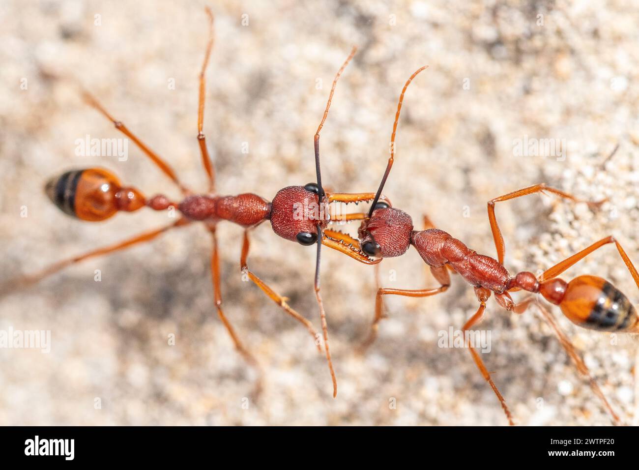 Myrmecia nigriscapa, an Australian large bulldog ant, fights an ant ...
