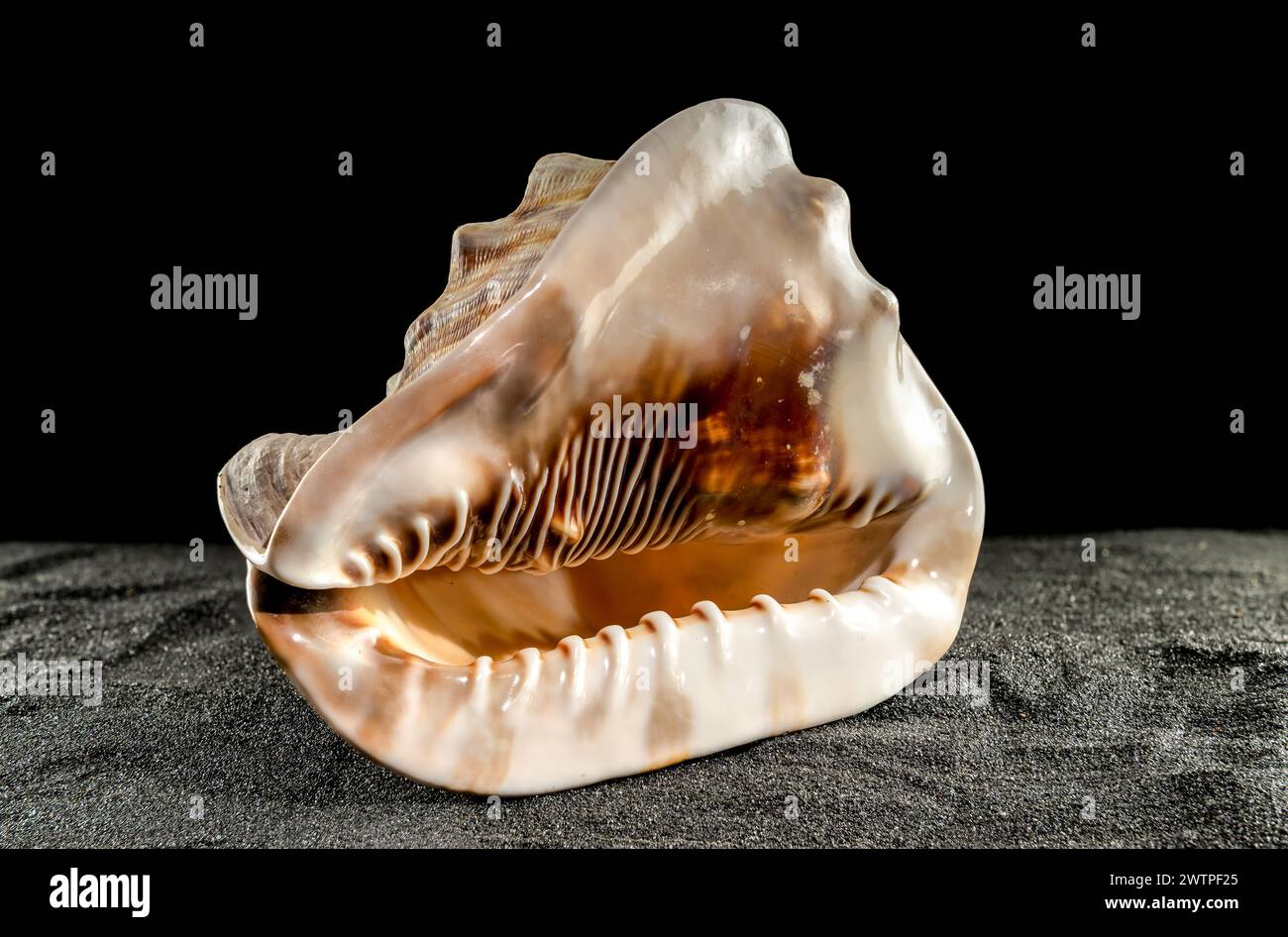 Caribbean King Helmet sea snail shell Cassis Tuberosa on a black sand ...
