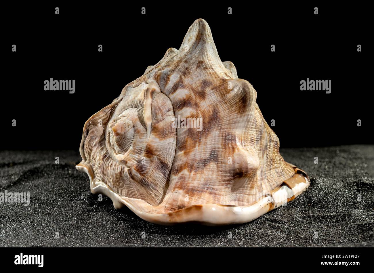 Caribbean King Helmet sea snail shell Cassis Tuberosa on a black sand ...